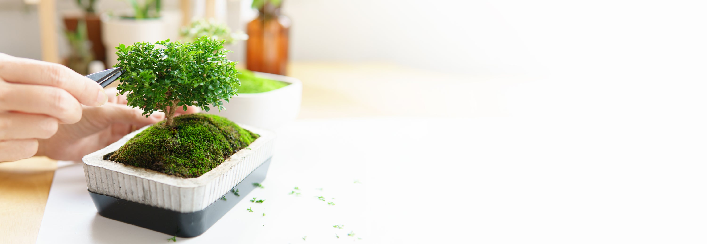 Pruning and pinching - How to train and shape your Bonsai tree – Natureit